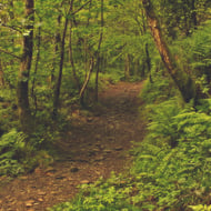 Welsh Landscapes, Forest Scenes, Printable Wall... - Folksy