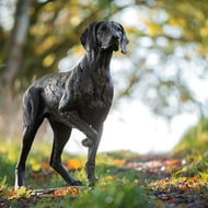 Pointing Weimaraner Dog Statue Large Bronze Res... - Folksy