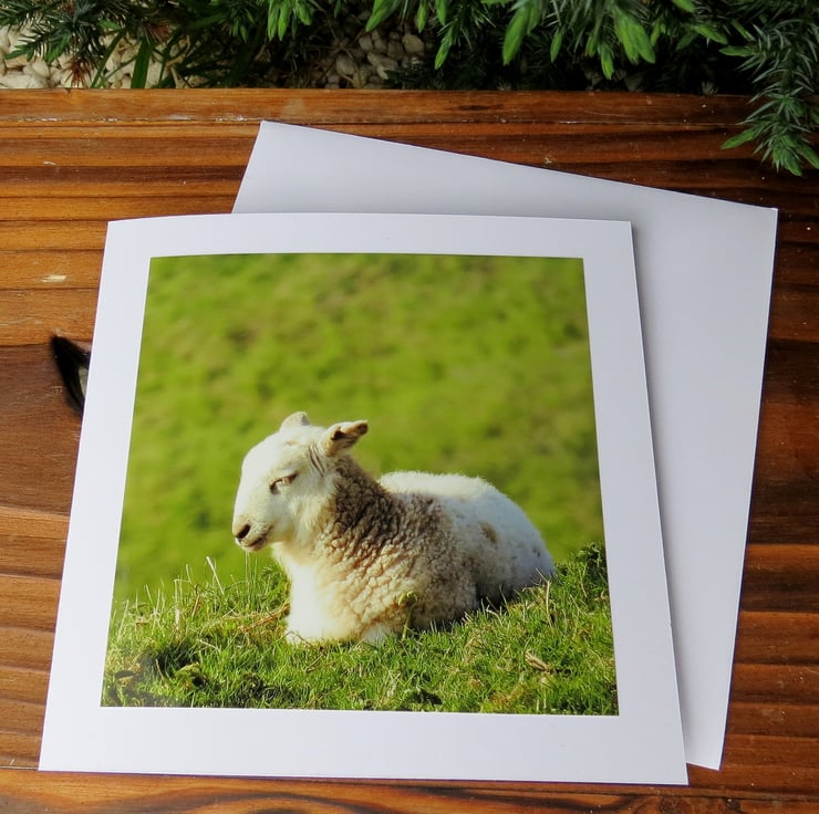 Sheep. A card featuring an original photograph... - Folksy
