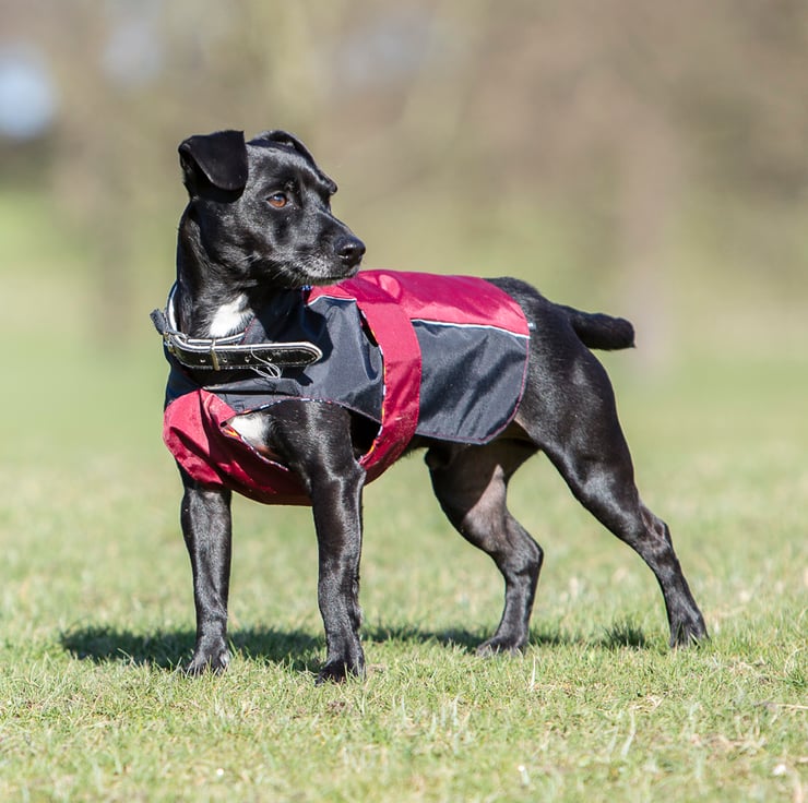 Chest protector dog coat -x small bespoke item ... - Folksy