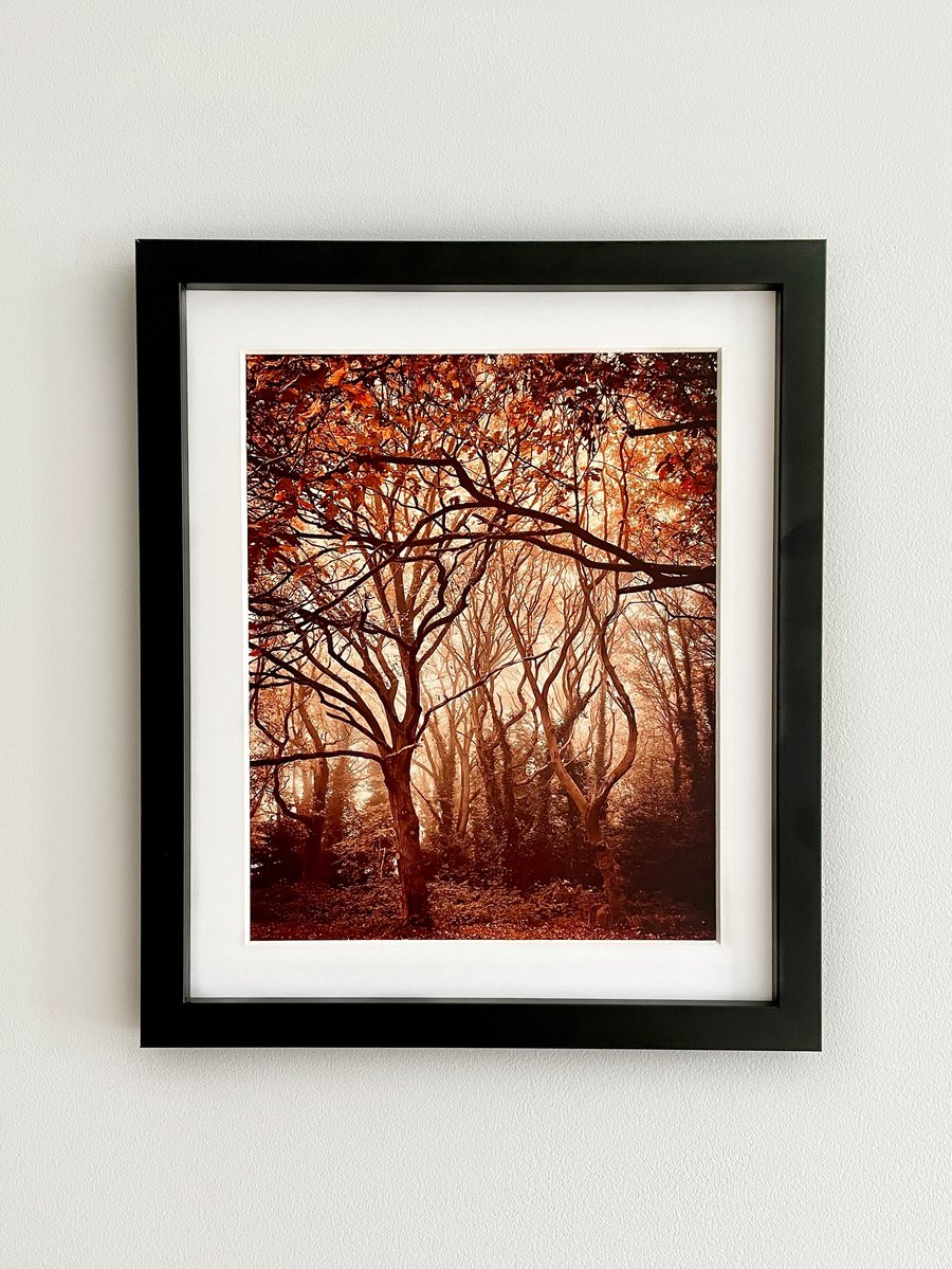 Framed Photo of a Foggy Forest, Kent, UK - Folksy