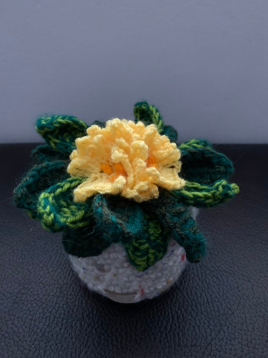 Crocheted primula plant, houseplant, flower - Folksy