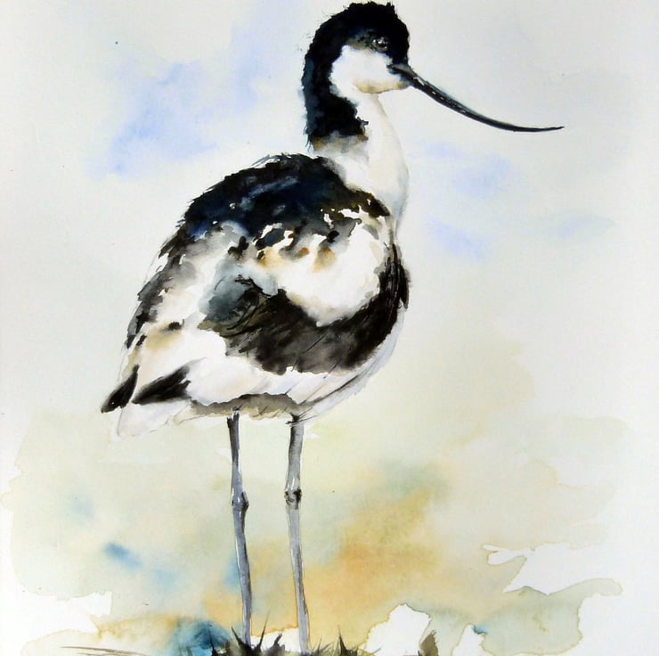 Avocet, Original Watercolour Painting. - Folksy