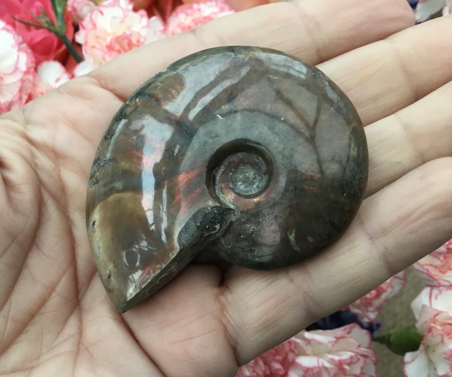 A beautiful Iridescent Full polished Ammonite S... - Folksy