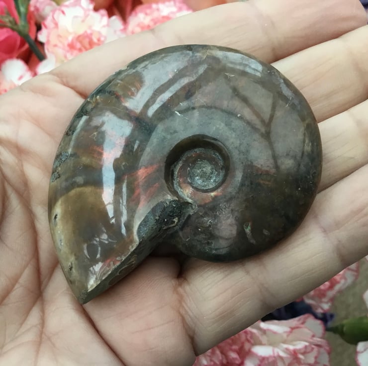 A beautiful Iridescent Full polished Ammonite S... - Folksy