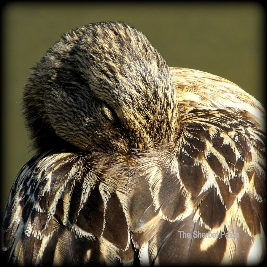 Snoozy duck. A card left blank for your own me... - Folksy
