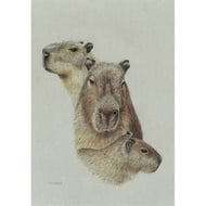Capybara Clan - Fine Art Print - Folksy