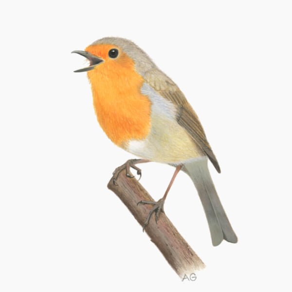 Fine Art Giclée Print Robin Redbreast Bird - Folksy
