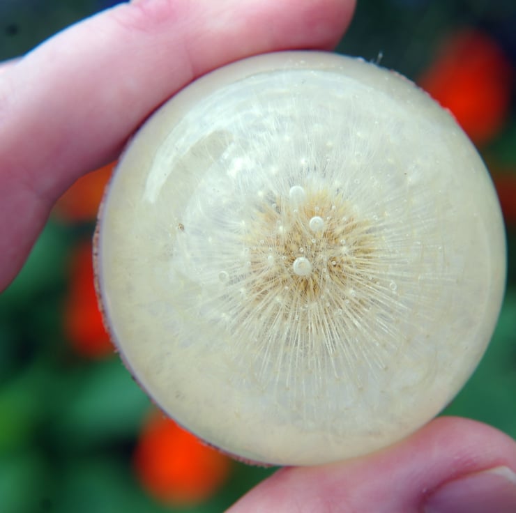 real dandelion resin paperweight for nature lov... - Folksy