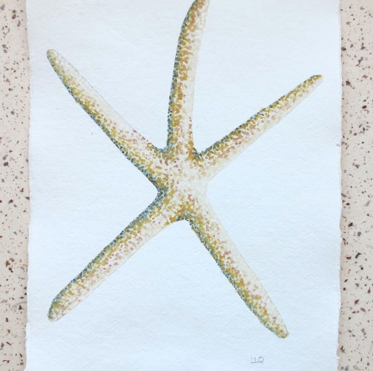 Sale Delicate starfish painting seaside collect... - Folksy