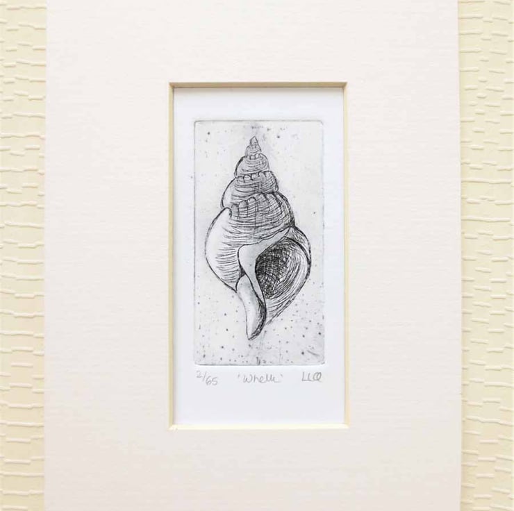 Original etching of a whelk seashell no. 2 of 6... - Folksy