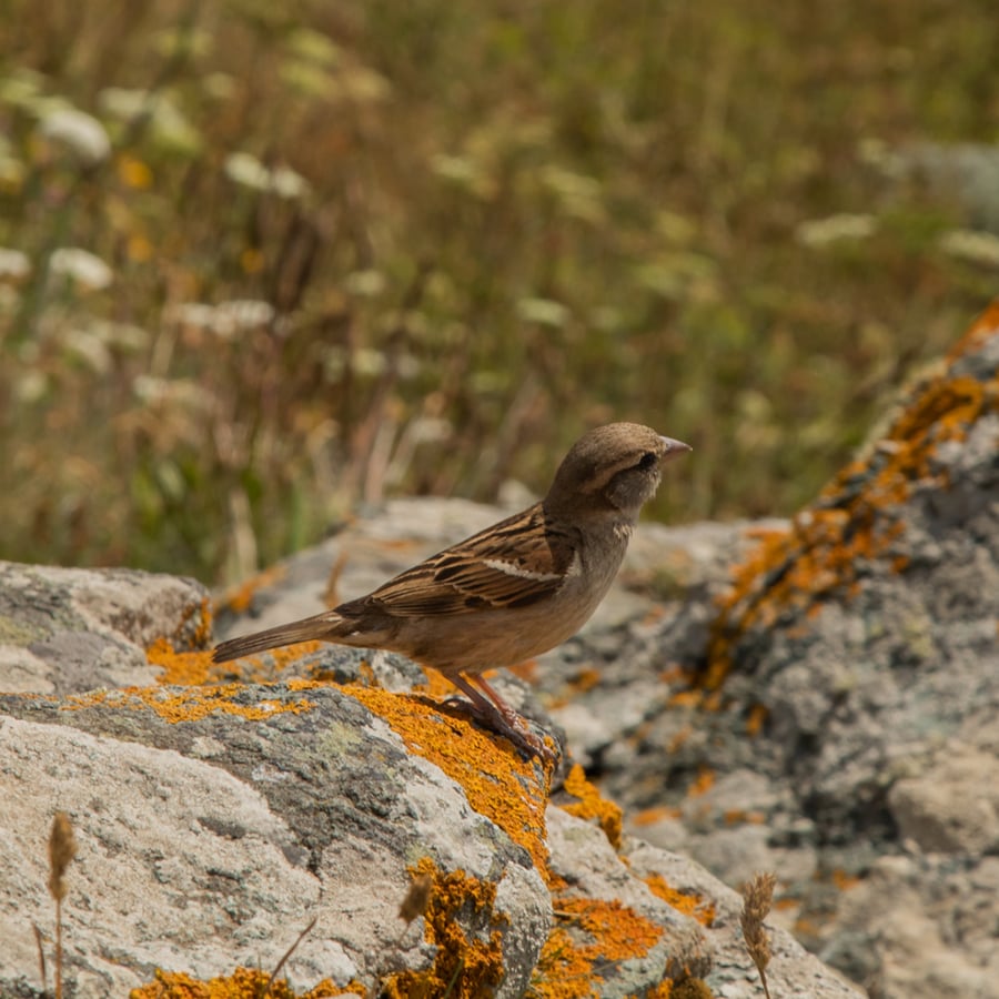 Little Cornish Bird - Folksy