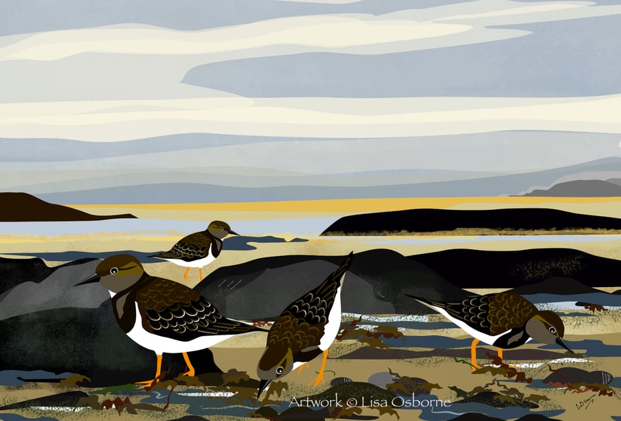 Turnstones - signed print of coastal birds - Folksy