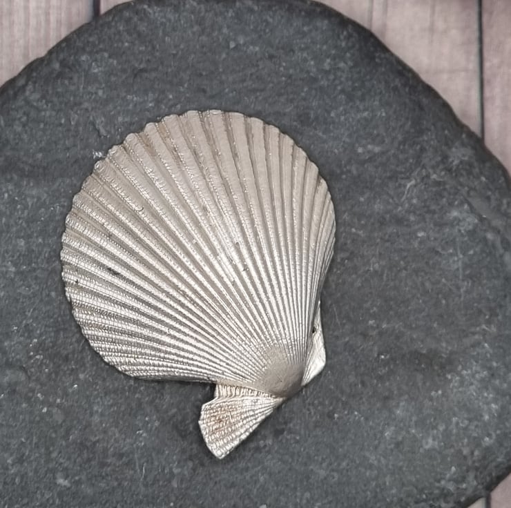 Real scallop seashell preserved in silver, beau... - Folksy