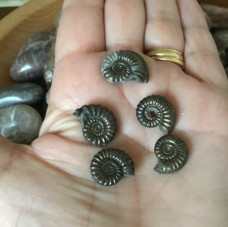 Five Golden Jurassic Ammonites. Actual Golden ... - Folksy