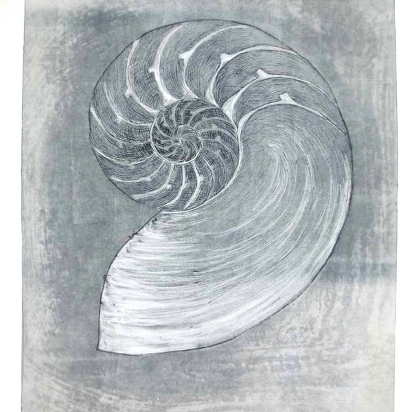 Original drypoint etching of a chambered nautil... - Folksy