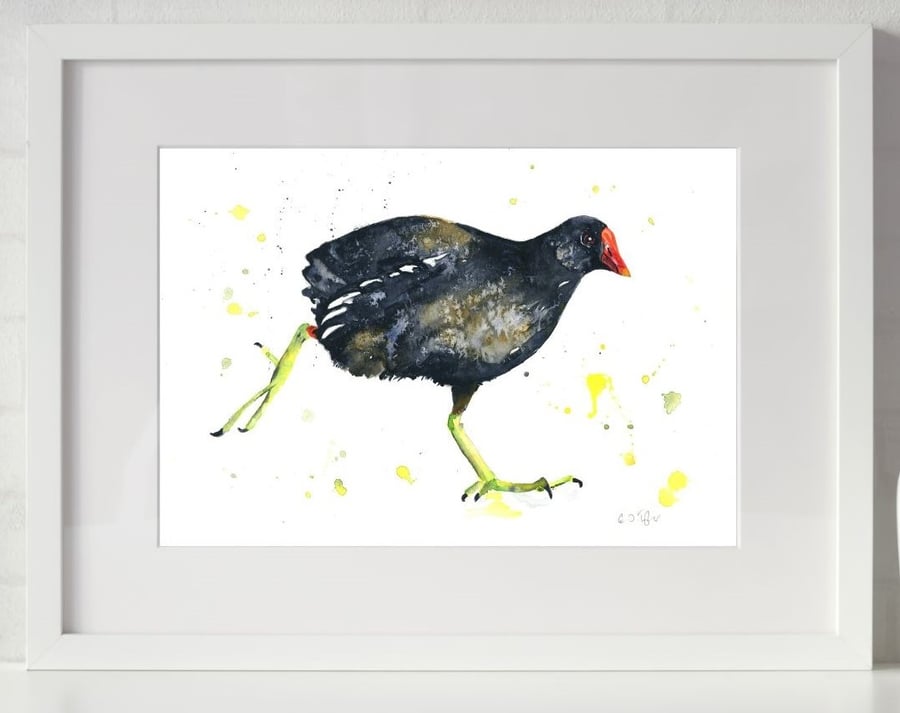 Running Moorhen Original Watercolour - Folksy