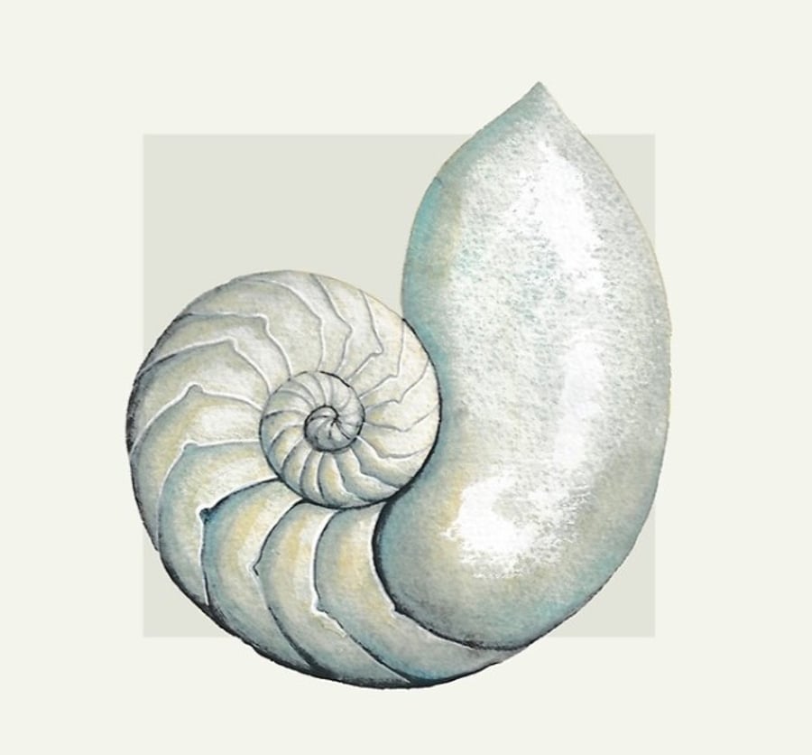 Nautilus sea shell coaster in cream and neutral... - Folksy