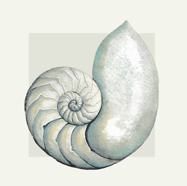 Nautilus sea shell coaster in cream and neutral... - Folksy