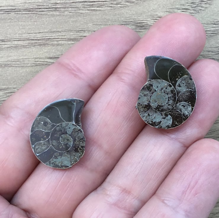 Beautiful Pair of Half Ammonites for Custom Jew... - Folksy