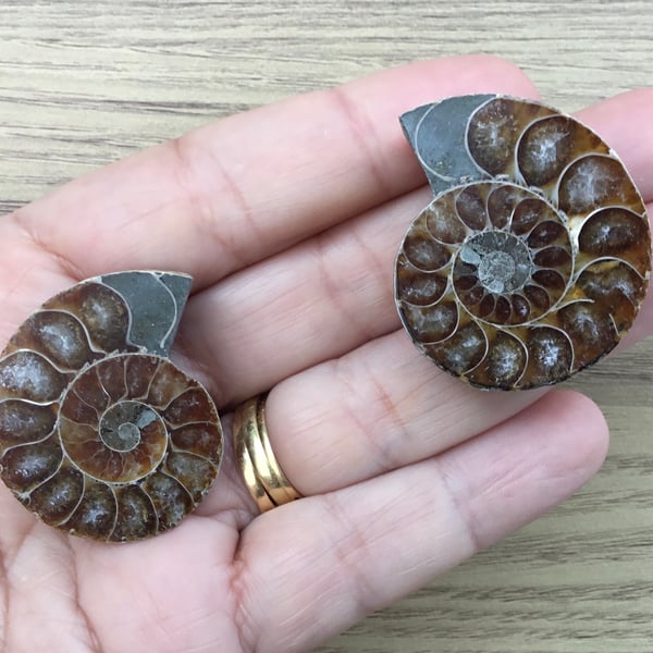 Pair of Beautiful Large Polished Ammonite Halve... - Folksy