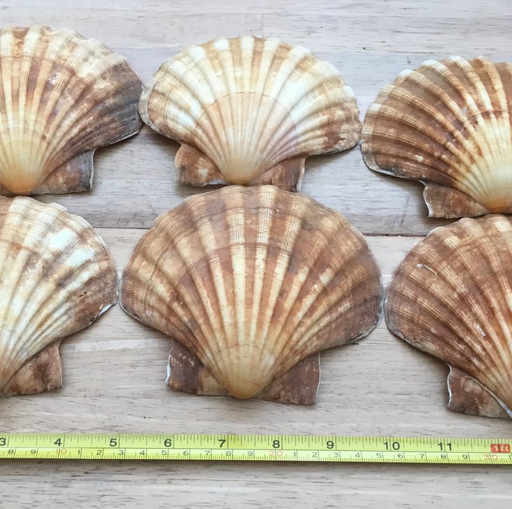 Six Large Natural Scallop Clam Shells for Craft... - Folksy