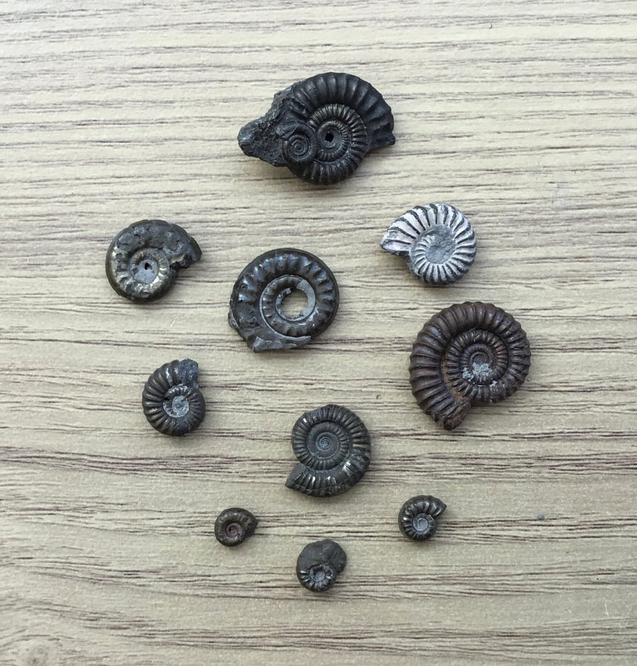 Ten Jurassic Ammonite Fossils From Charmouth! C... - Folksy
