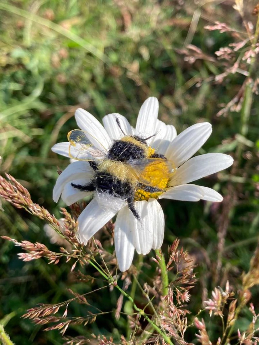Needle Felted Bee - hand made, life size wool bee - Folksy