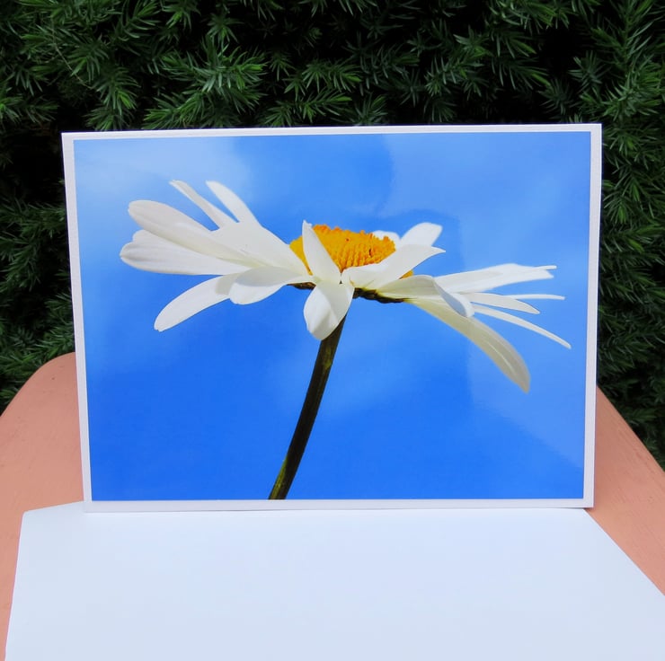 Daisy, daisy. A photographic card left blank f... - Folksy