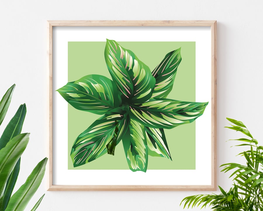 Calathea Art Print, Prayer Plant Wall Art, Bota... - Folksy