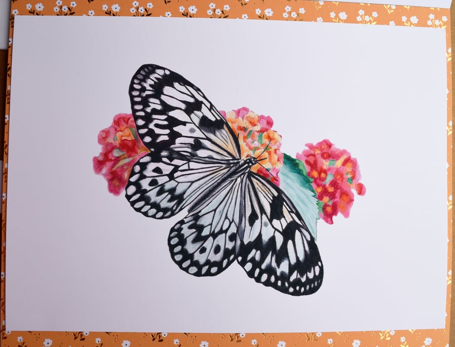 White Tree Nymph Butterfly and Flowers Coloured... - Folksy