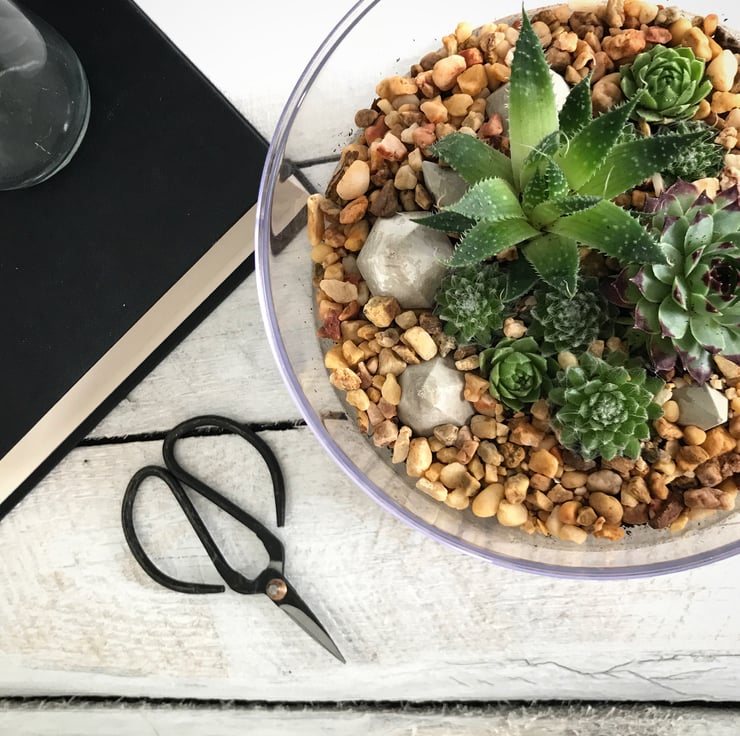 Concrete Terrarium Succulent & Aloe planter - Folksy