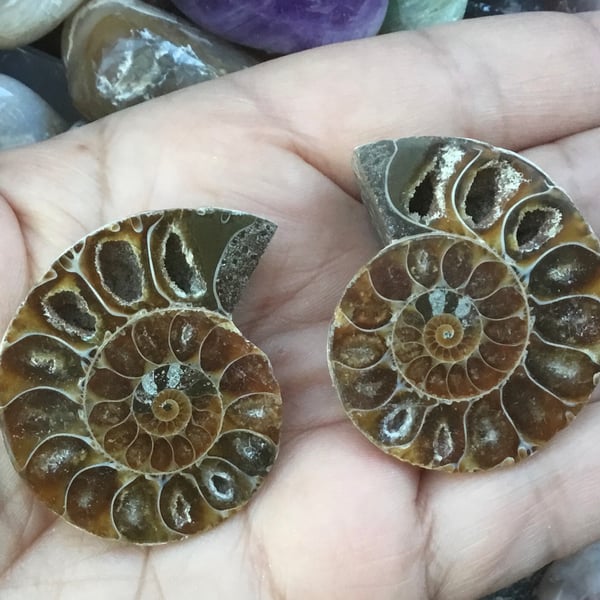 Beautiful Pair of Large Polished Ammonite Halve... - Folksy