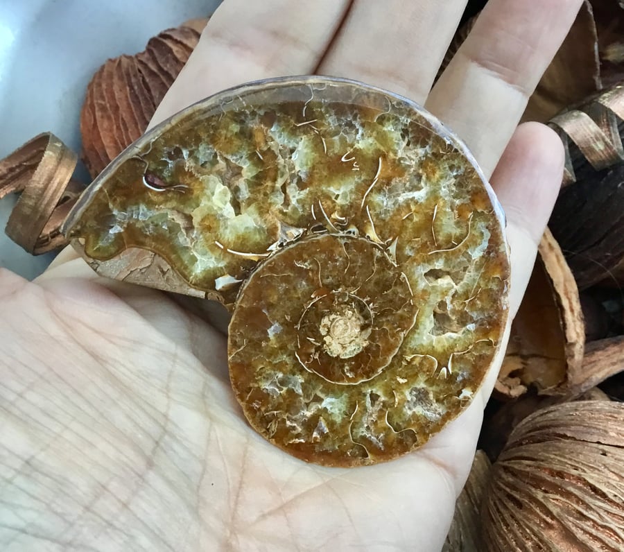 Substantial Half Polished Ammonite for Display ... - Folksy