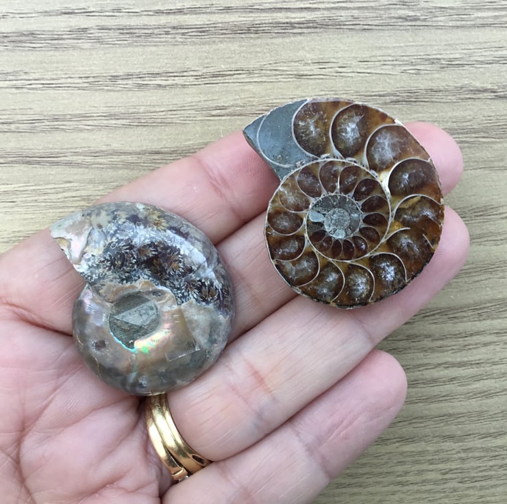 Pair of Beautiful Large Polished Ammonite Halve... - Folksy