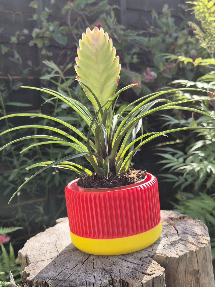 Red hot poker plant pot - Folksy