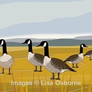 Canada geese - A5 signed print from digital ill... - Folksy