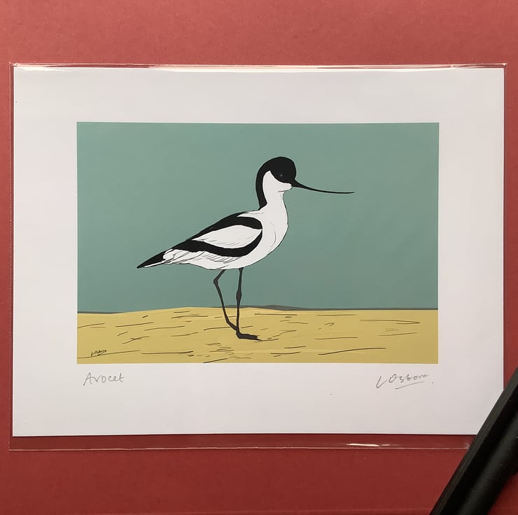 Avocet. Signed print. Digital illustration. Bir... - Folksy