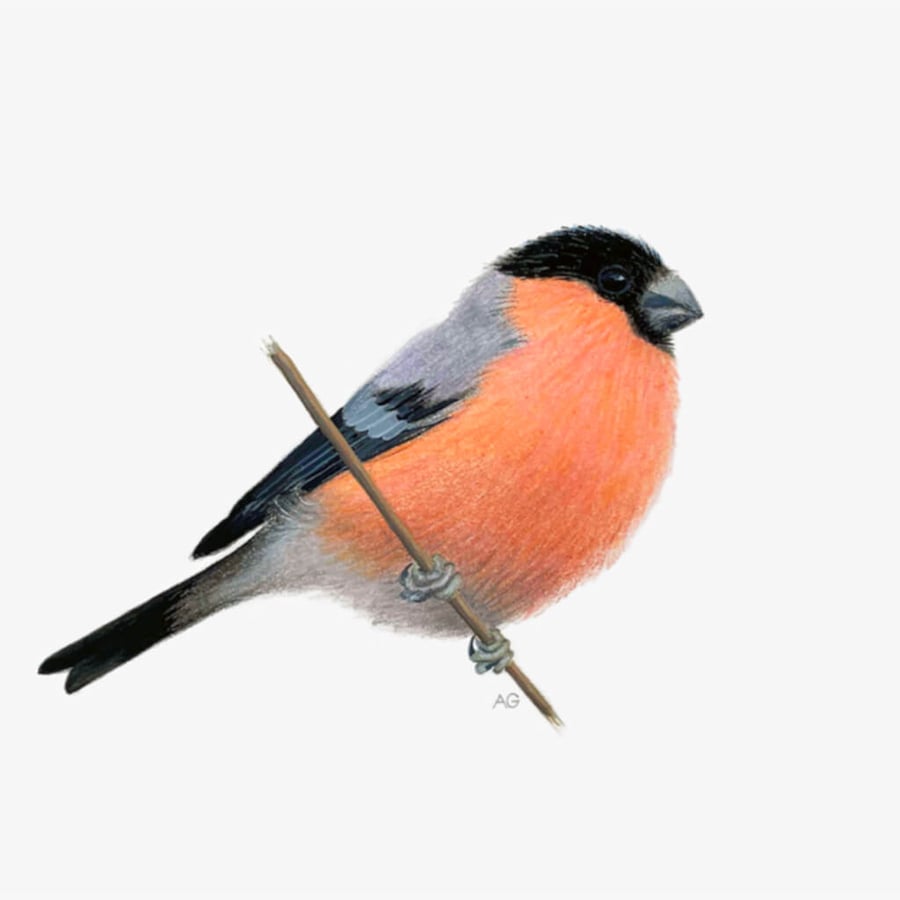 Fine Art Giclée Print Bullfinch - Folksy