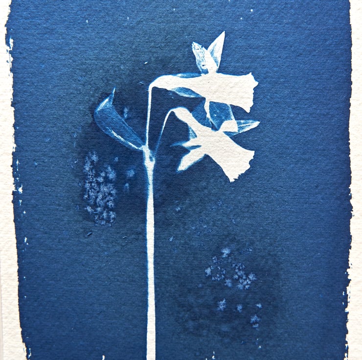 cyanotype print: "Daffodil". Original... - Folksy