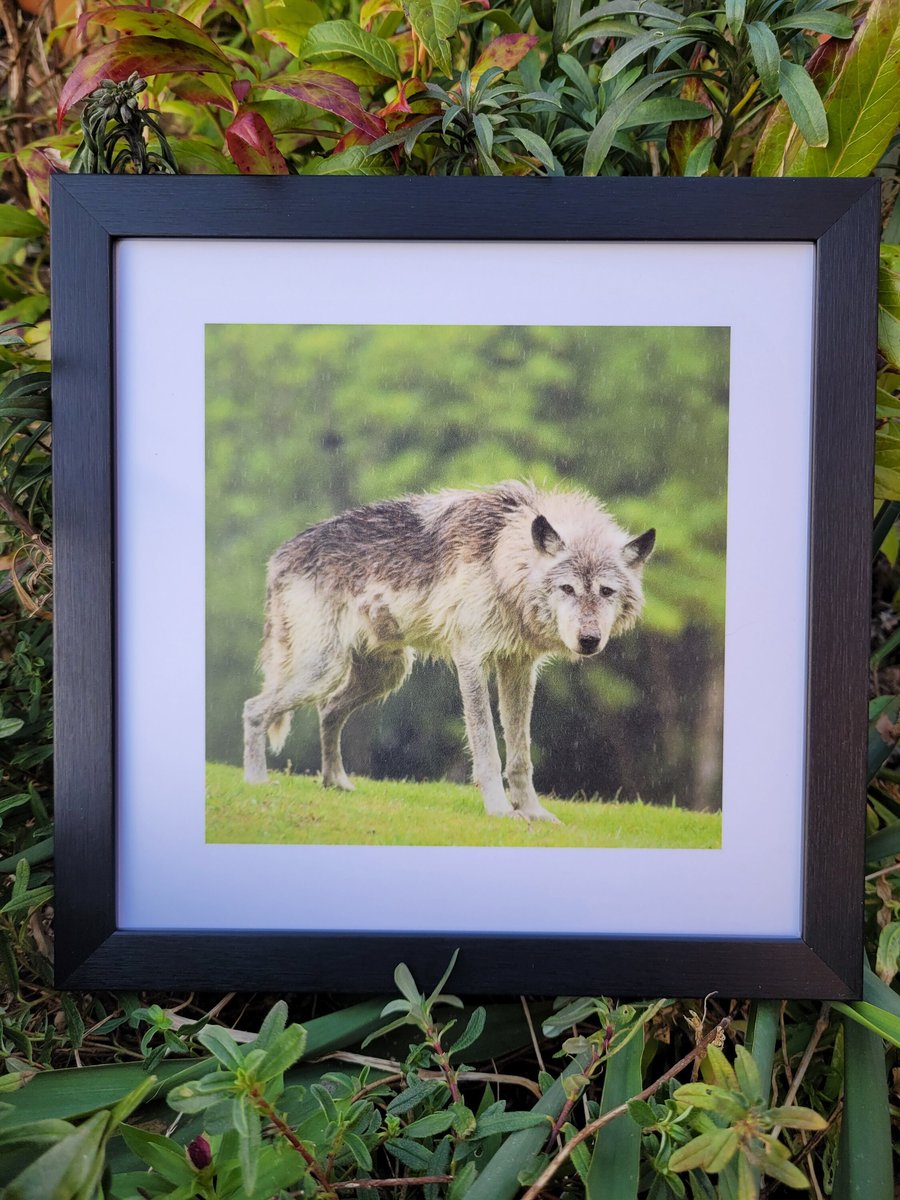 Photo tile of a Canadian timber wolf - Folksy