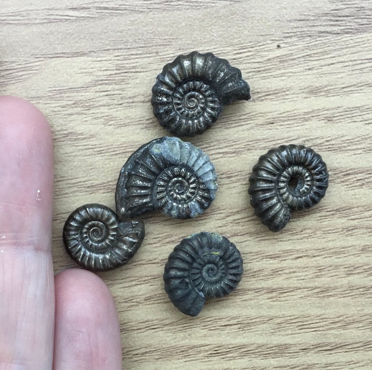 Five Golden Jurassic Ammonites. Actual Golden ... - Folksy