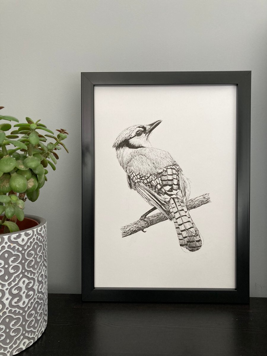 A4 Blue Jay Pen and Ink drawing ORIGINAL - Folksy
