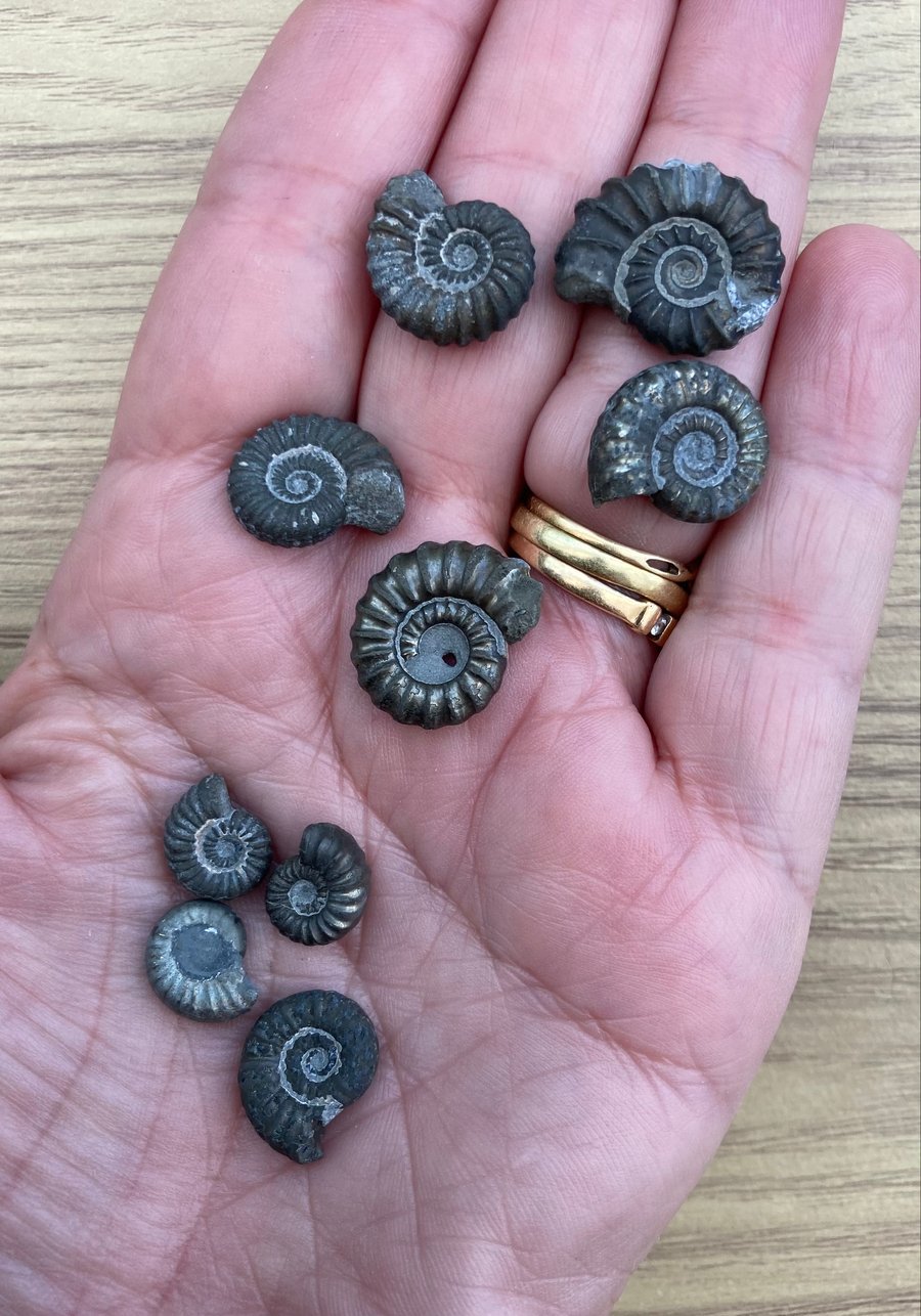 Nine Jurassic Pyrite Ammonites. Actual Pyrite ... - Folksy