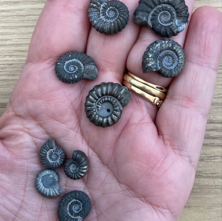 Nine Jurassic Pyrite Ammonites. Actual Pyrite ... - Folksy