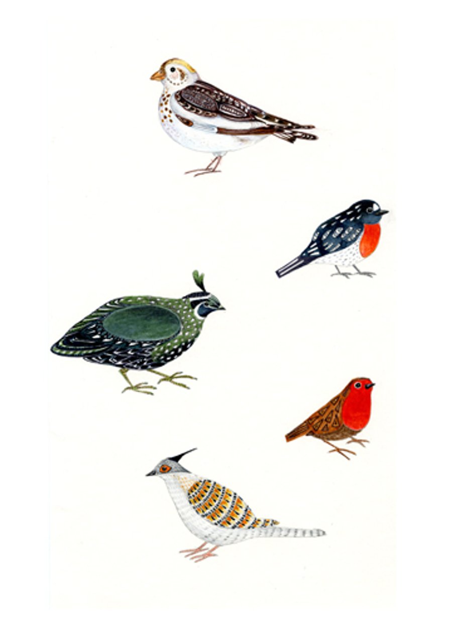 Bird collection art print A4 - Folksy