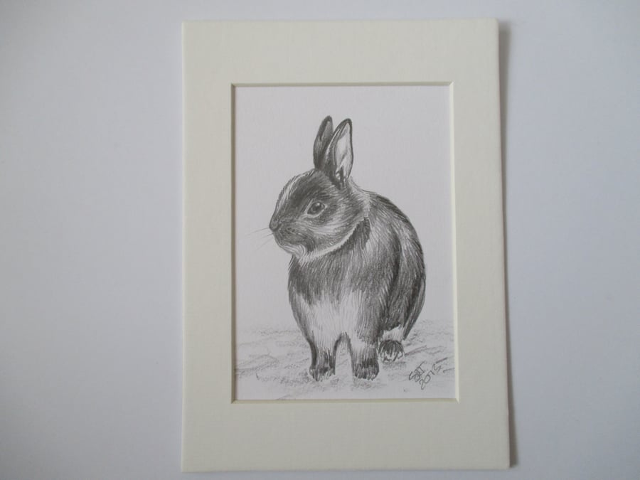 Bunny Pencil Drawing Netherlands Dwarf Rabbit P... - Folksy