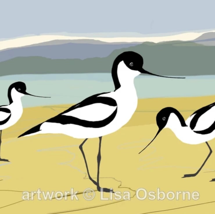 Avocets - signed print of avocets with mount - Folksy