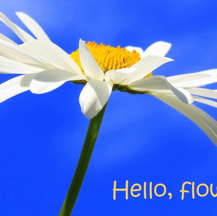 Hello, flower! A card featuring an original ph... - Folksy