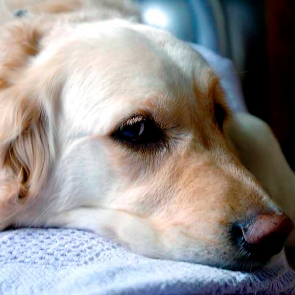 Golden Retriever Dog Portrait Photograph Print - Folksy